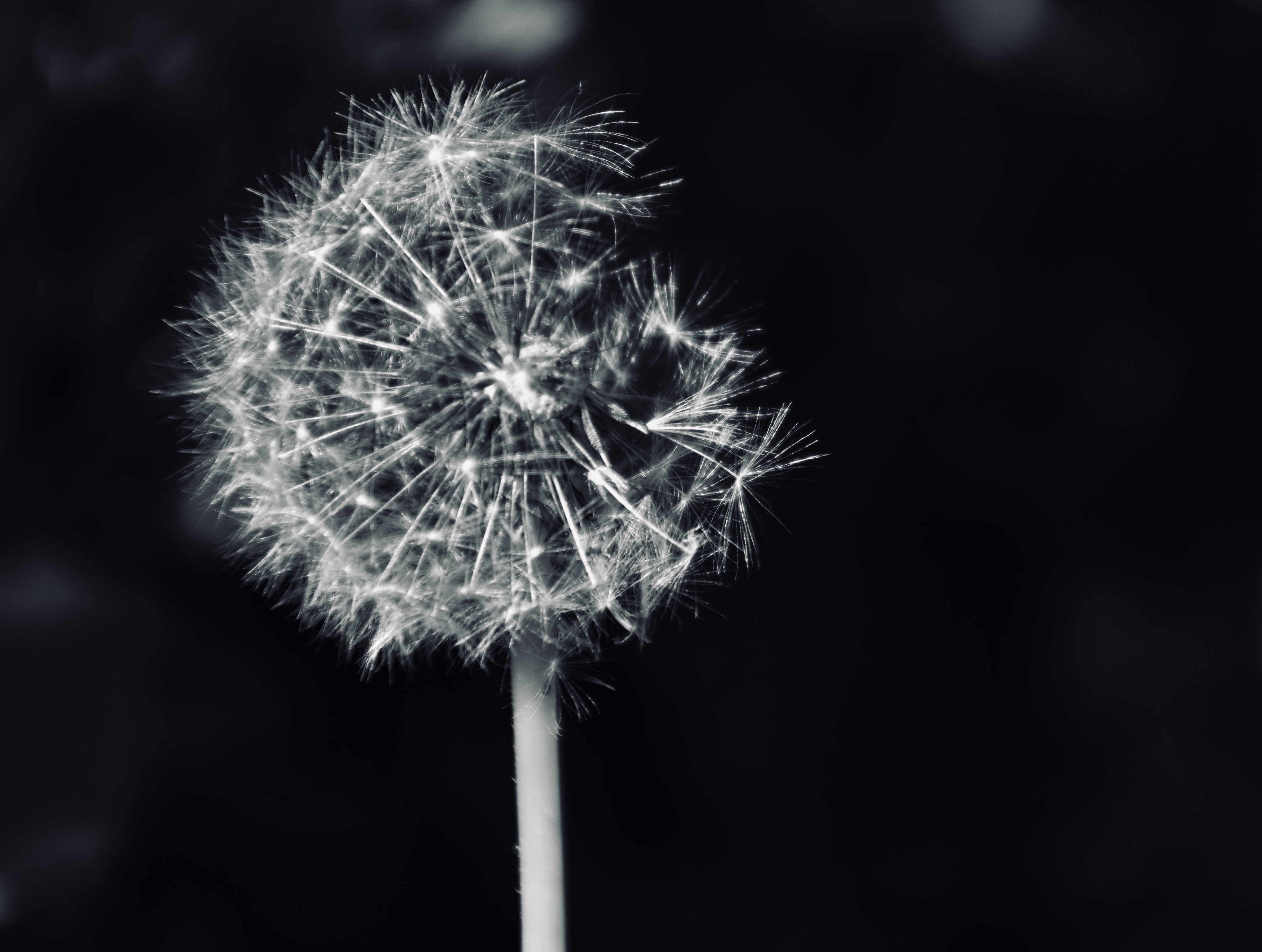 Scatter your creative story seeds… – Visions of Transition